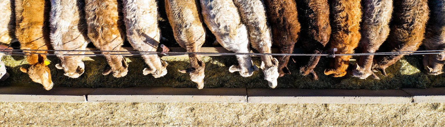 Payback Feed - CHS Mountain West